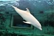 The Dolphin’s smile – The biggest illusion on earth – Ceta Journal