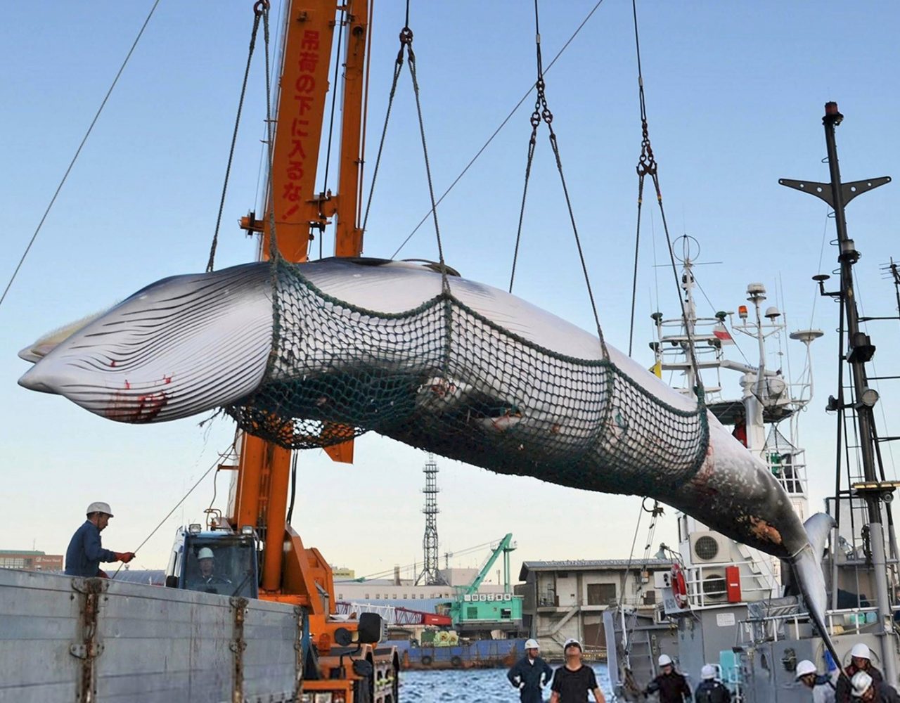 Walfang – Ceta Journal