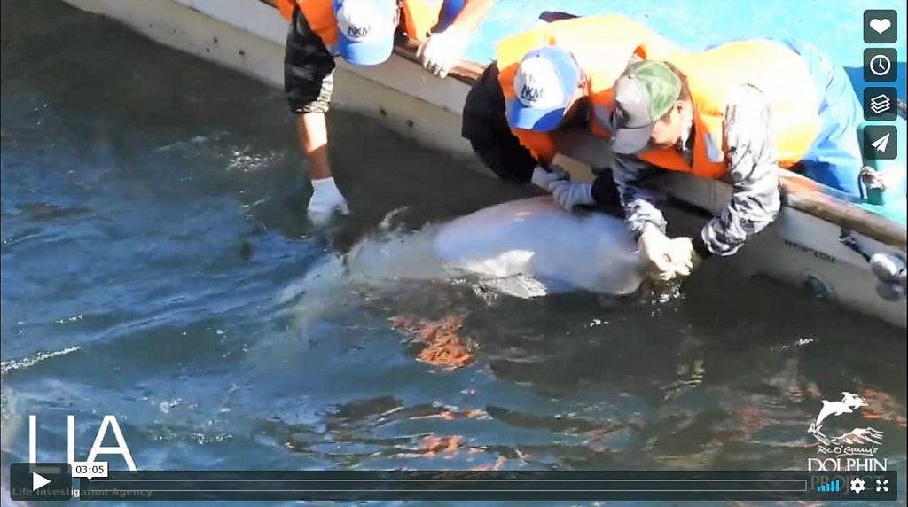 “Inhumane” Drive Hunts Cause Dolphins To Suffer Intense Physical And ...