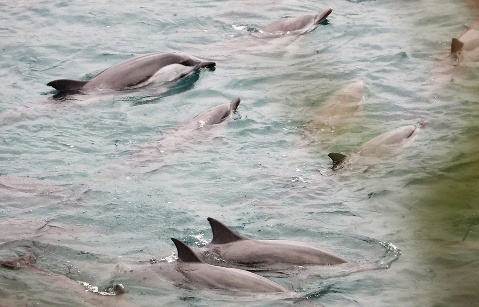 Horrific Suffering in the Cove as Dolphins Slaughtered – Ceta Journal